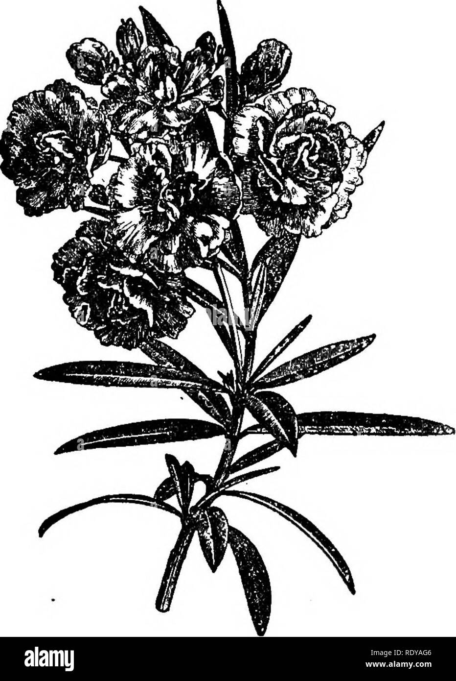 Chiefly color illustrations Black and White Stock Photos & Images - Alamy