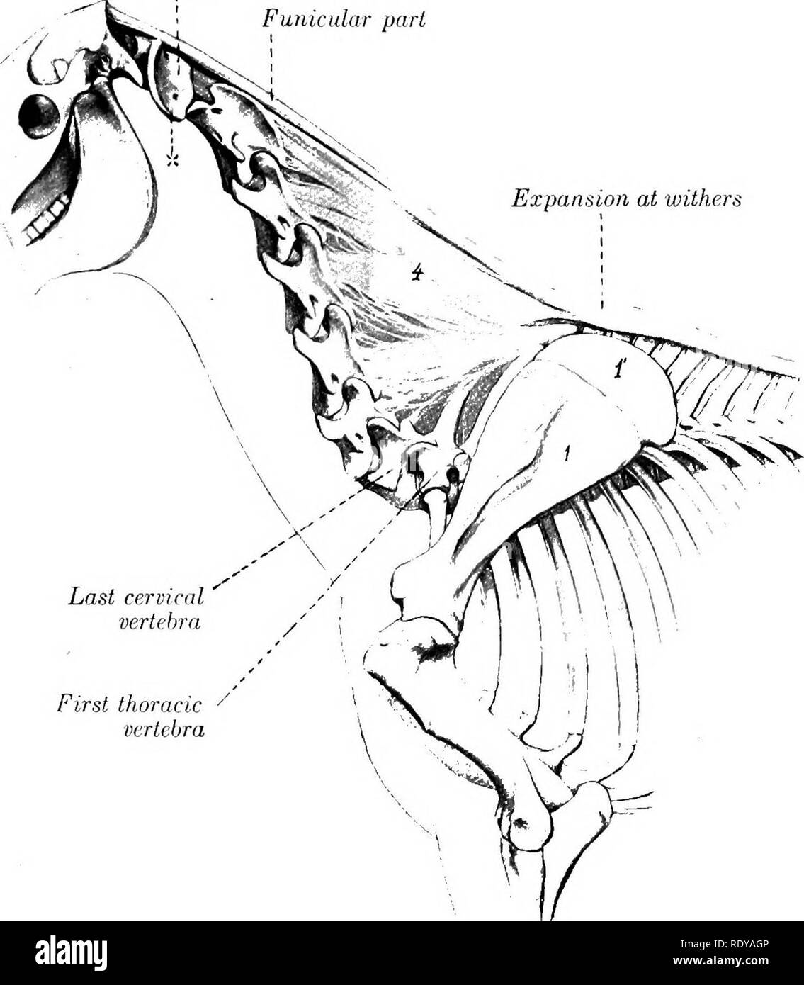 Transverse processes of cervical vertebrae hi-res stock photography and ...