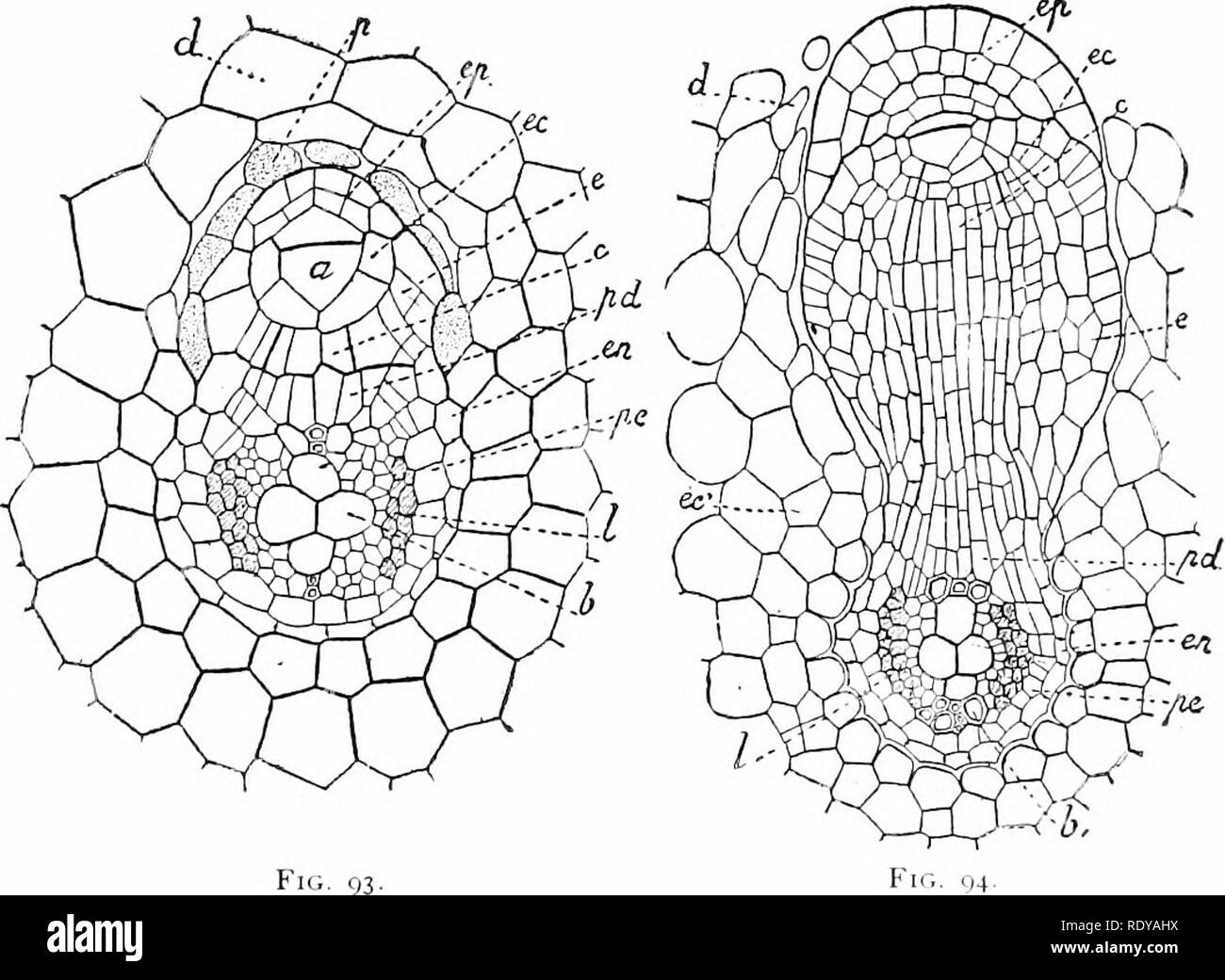 Transverse section of a root hi-res stock photography and images - Alamy