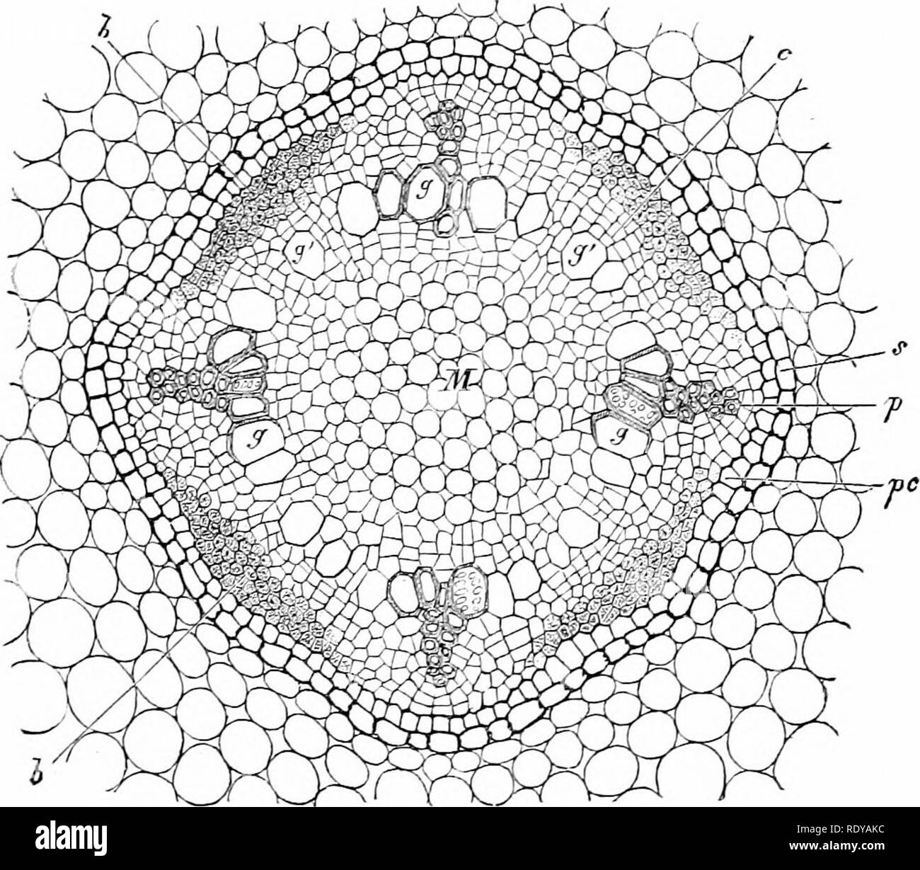 . Plant life, considered with special references to form and function ...