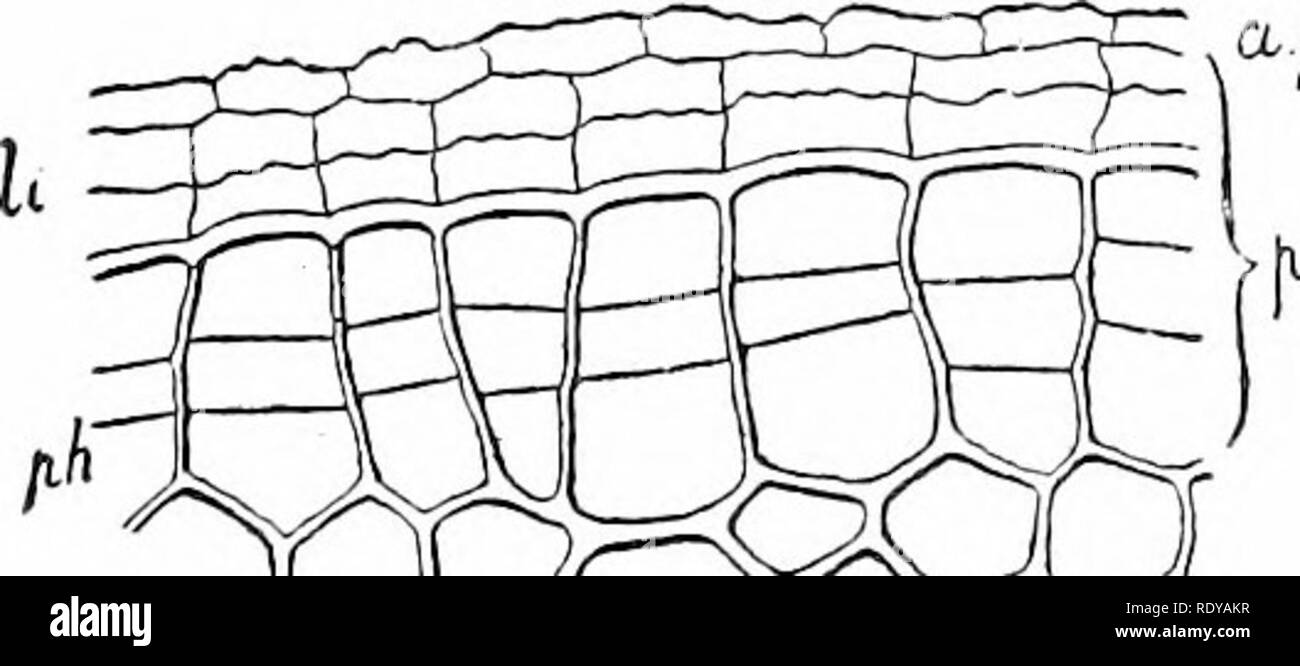 Fin cells Black and White Stock Photos & Images - Alamy