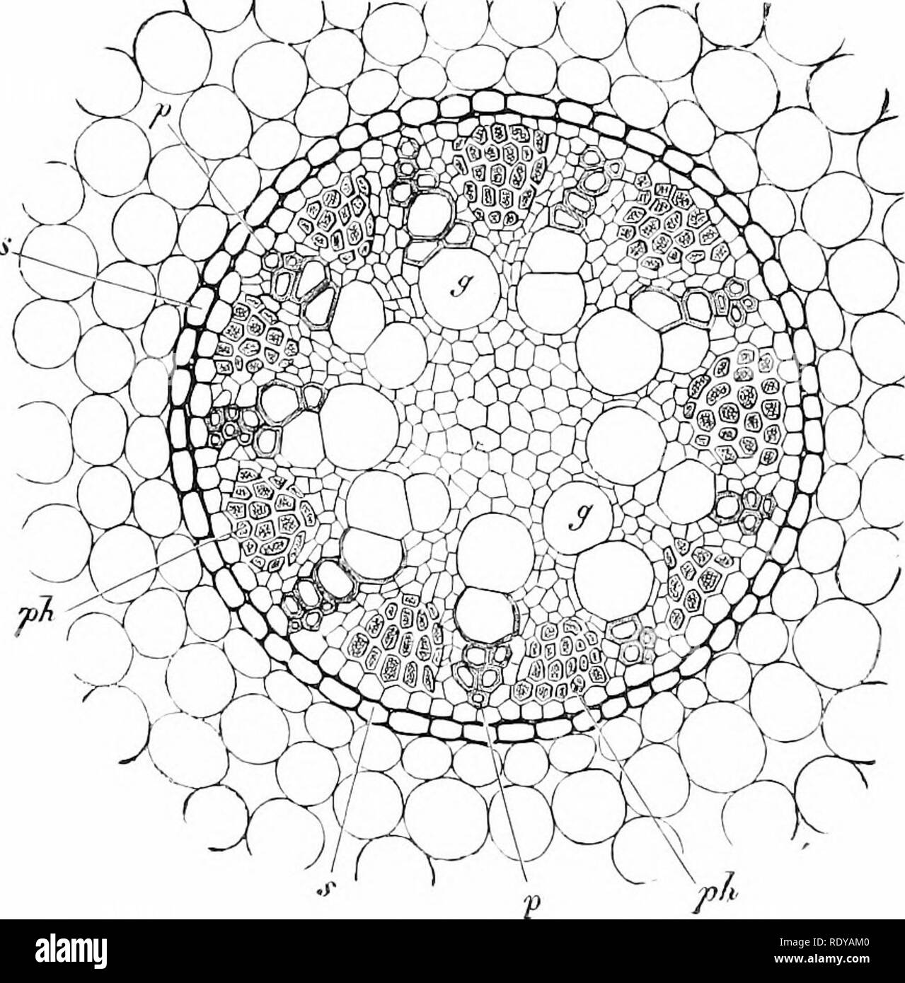 Phloem bundles Black and White Stock Photos & Images - Alamy