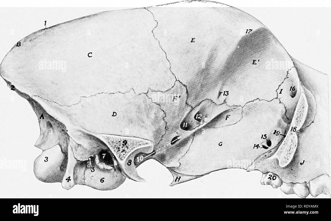 Foramen rotundum hi-res stock photography and images - Alamy