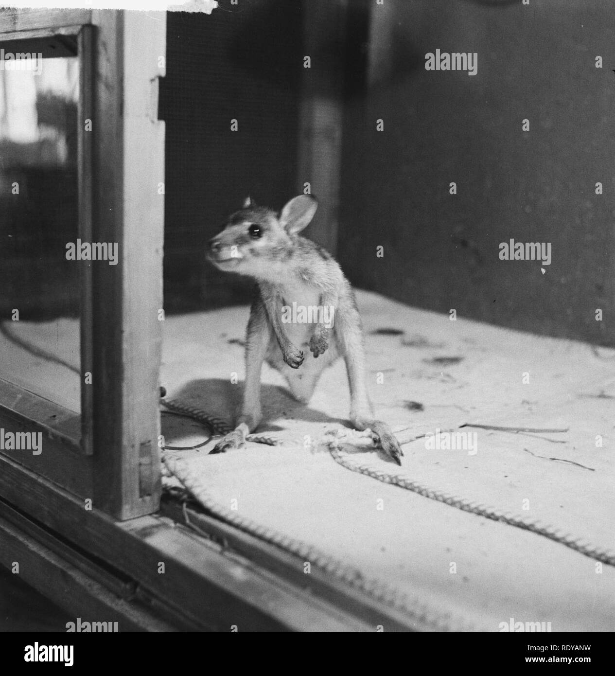 Kangoeroe hi-res stock photography and images - Alamy