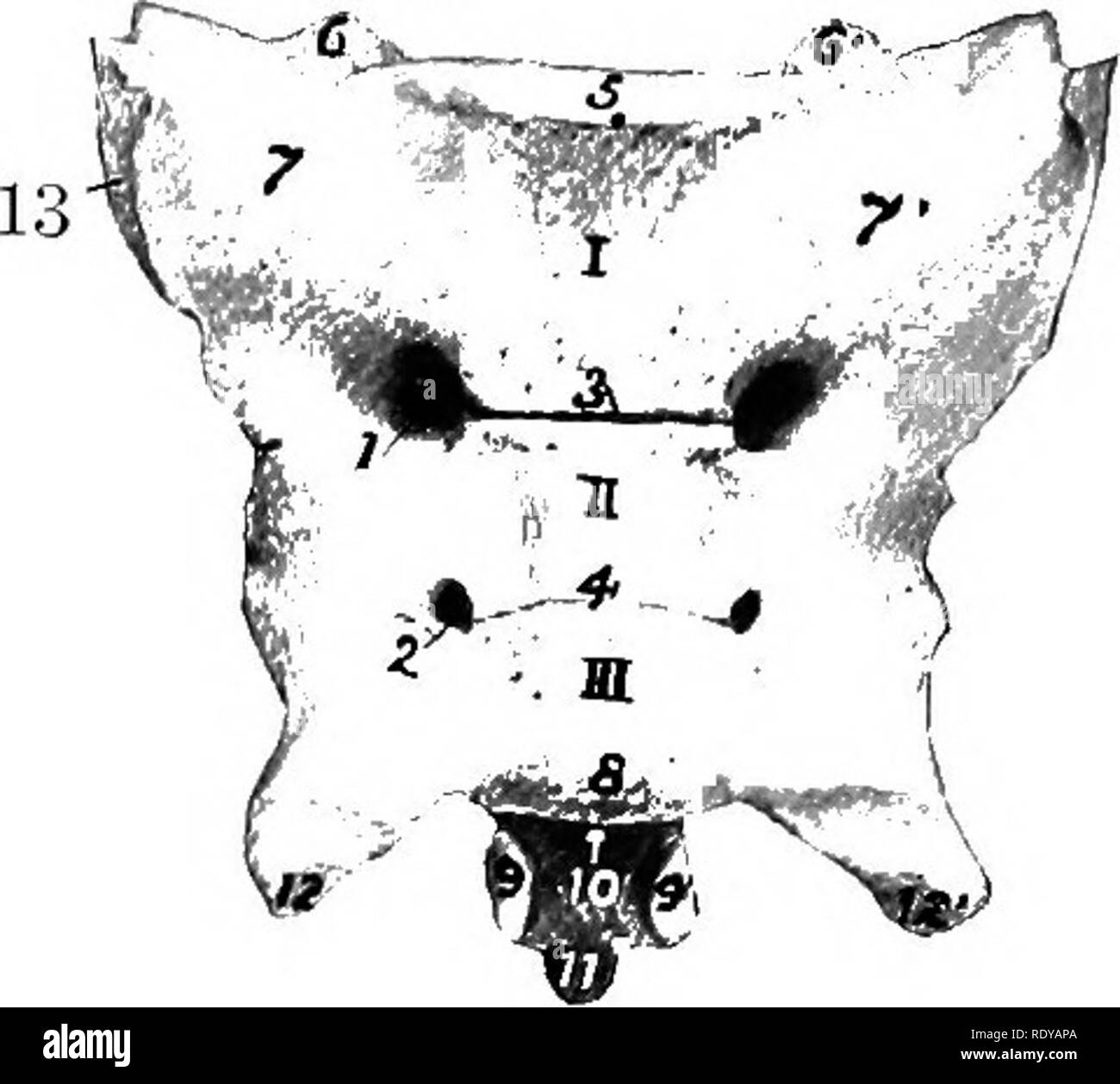 . The anatomy of the domestic animals . Veterinary anatomy. "Fig. 206 ...