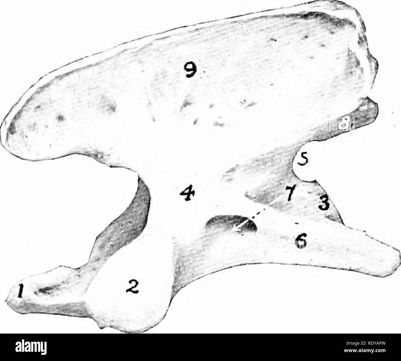 Spinous process Black and White Stock Photos & Images - Alamy