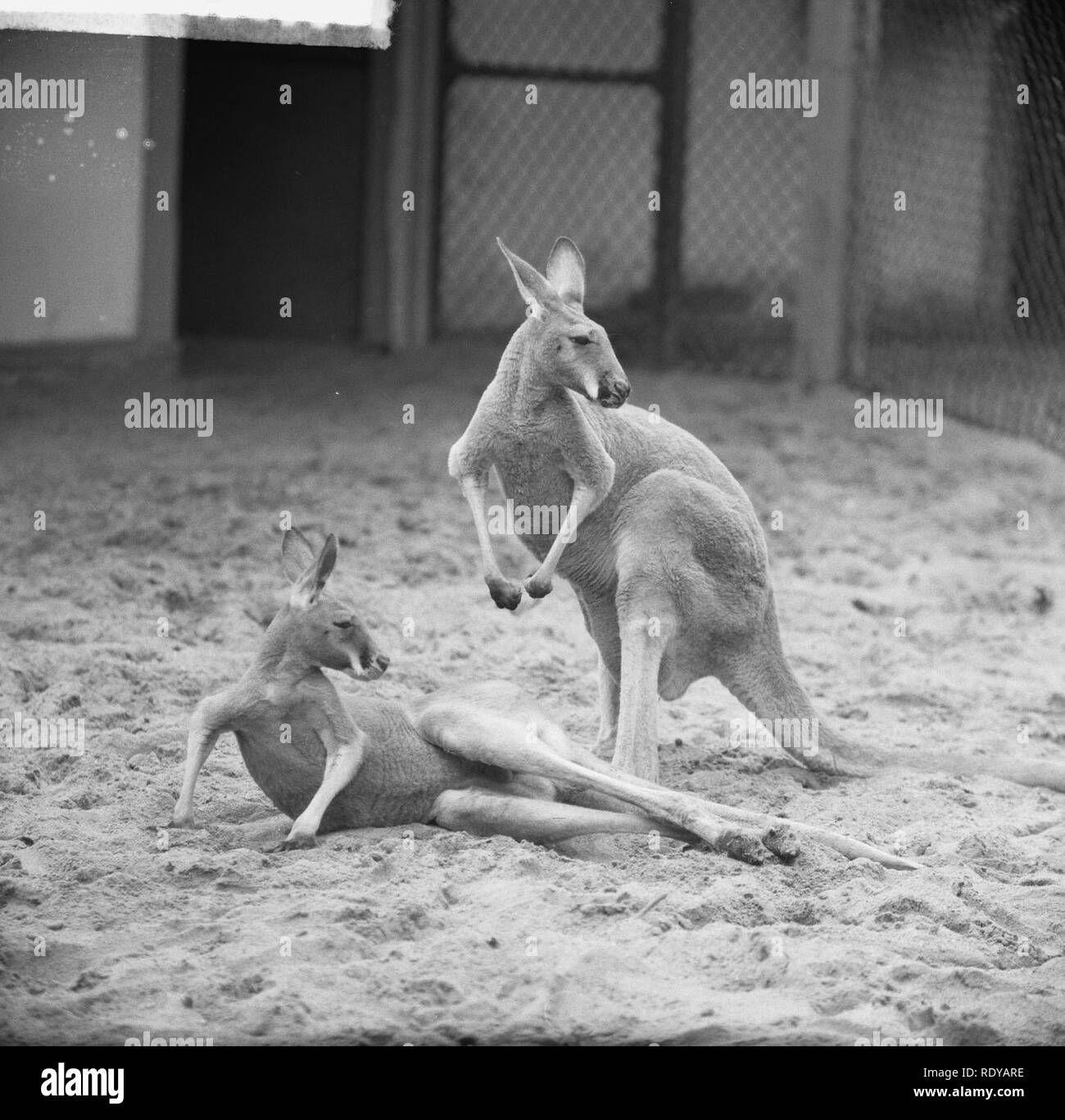 Kangoeroes hi-res stock photography and images - Alamy