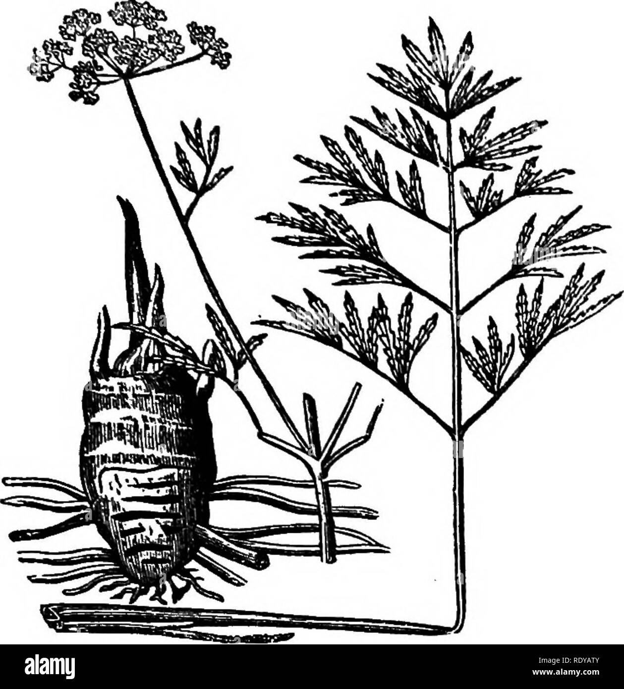 European water hemlock Cut Out Stock Images & Pictures - Alamy