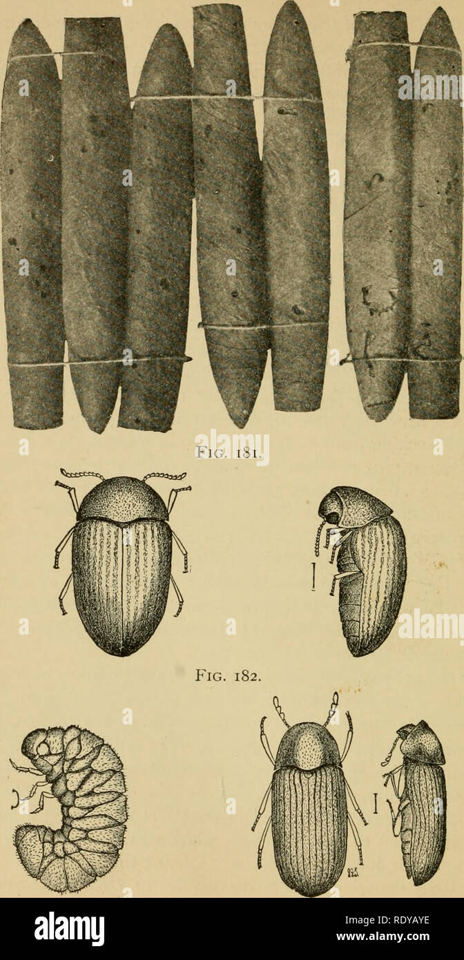 Death watch beetles hi-res stock photography and images - Alamy