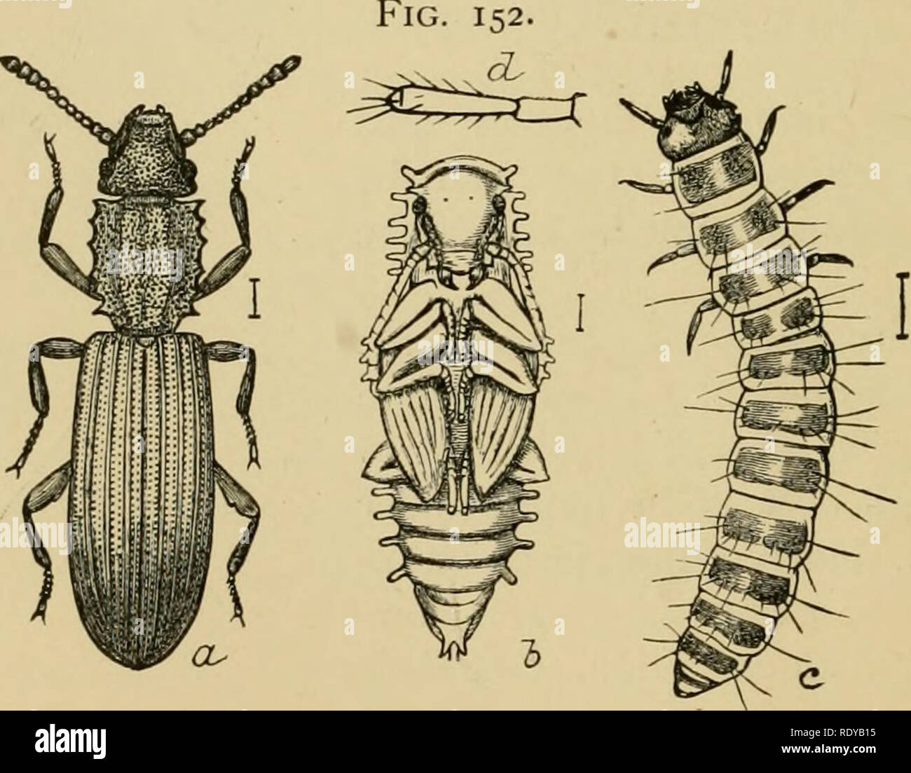 . Economic entomology for the farmer and the fruit grower, and for use ...