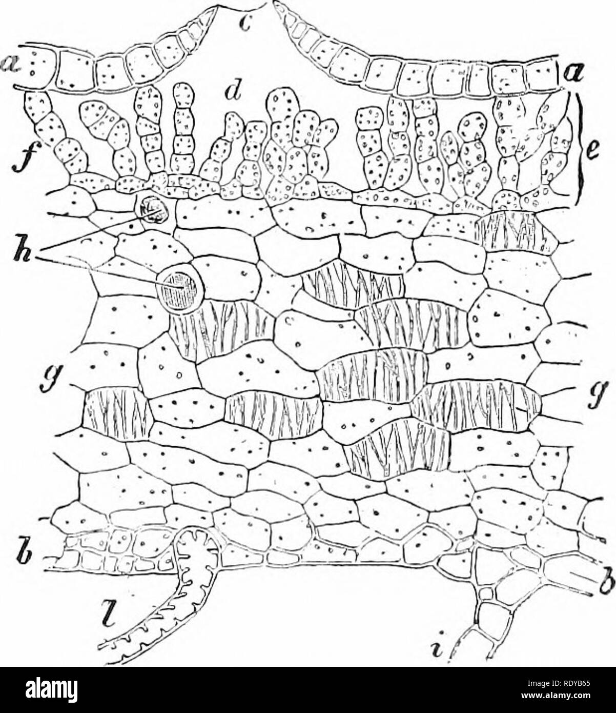 . Plant life, considered with special references to form and function ...