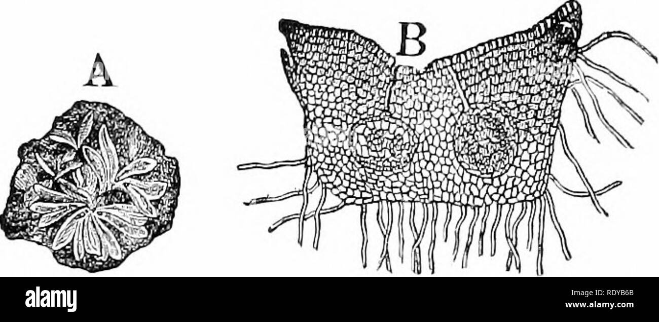 . Plant life, considered with special references to form and function ...