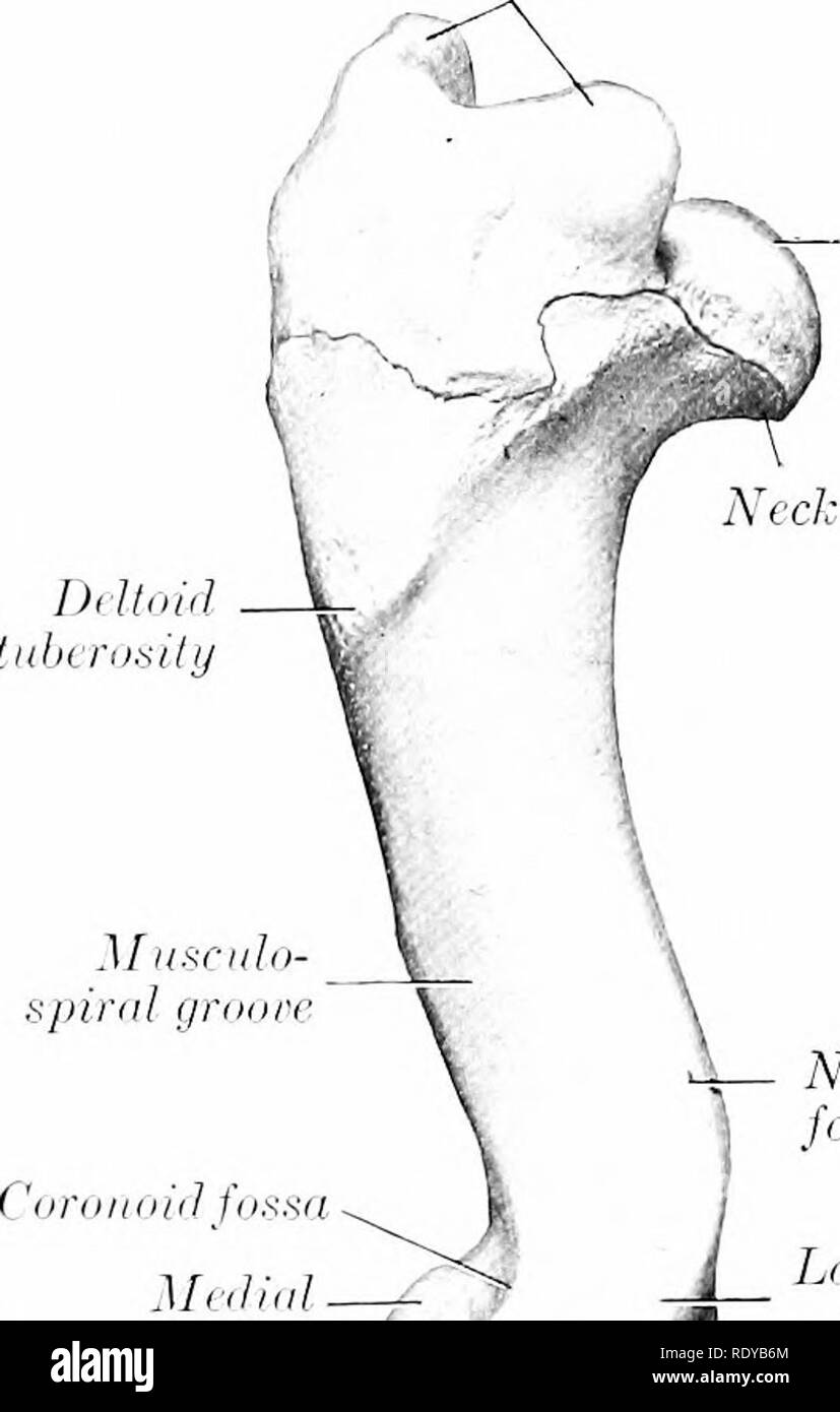 Pig skeleton anatomy Black and White Stock Photos & Images - Alamy