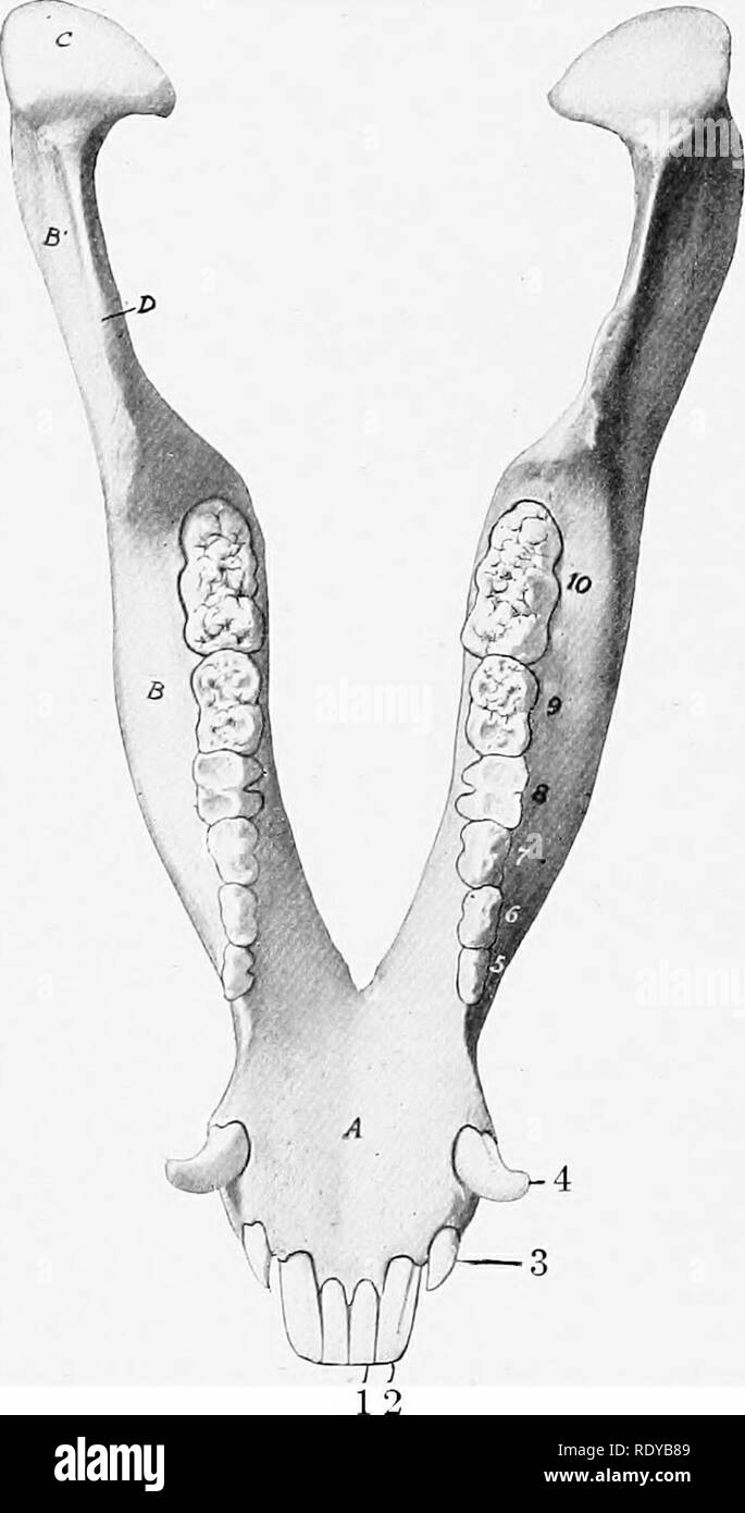 . The anatomy of the domestic animals . Veterinary anatomy. 172 ...