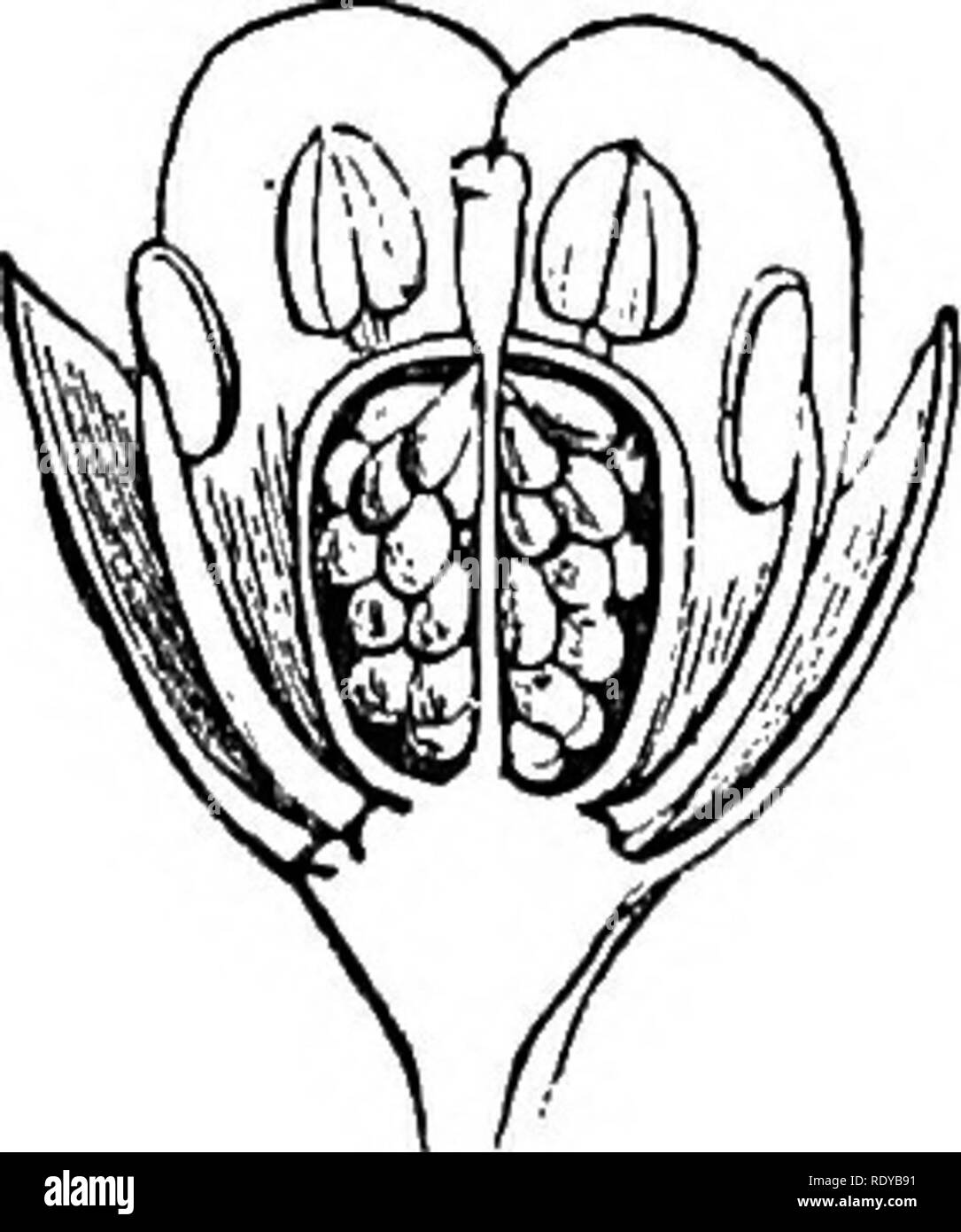 . The essentials of botany. Botany. 312 BOTANY. ous. and the gynoecium ...