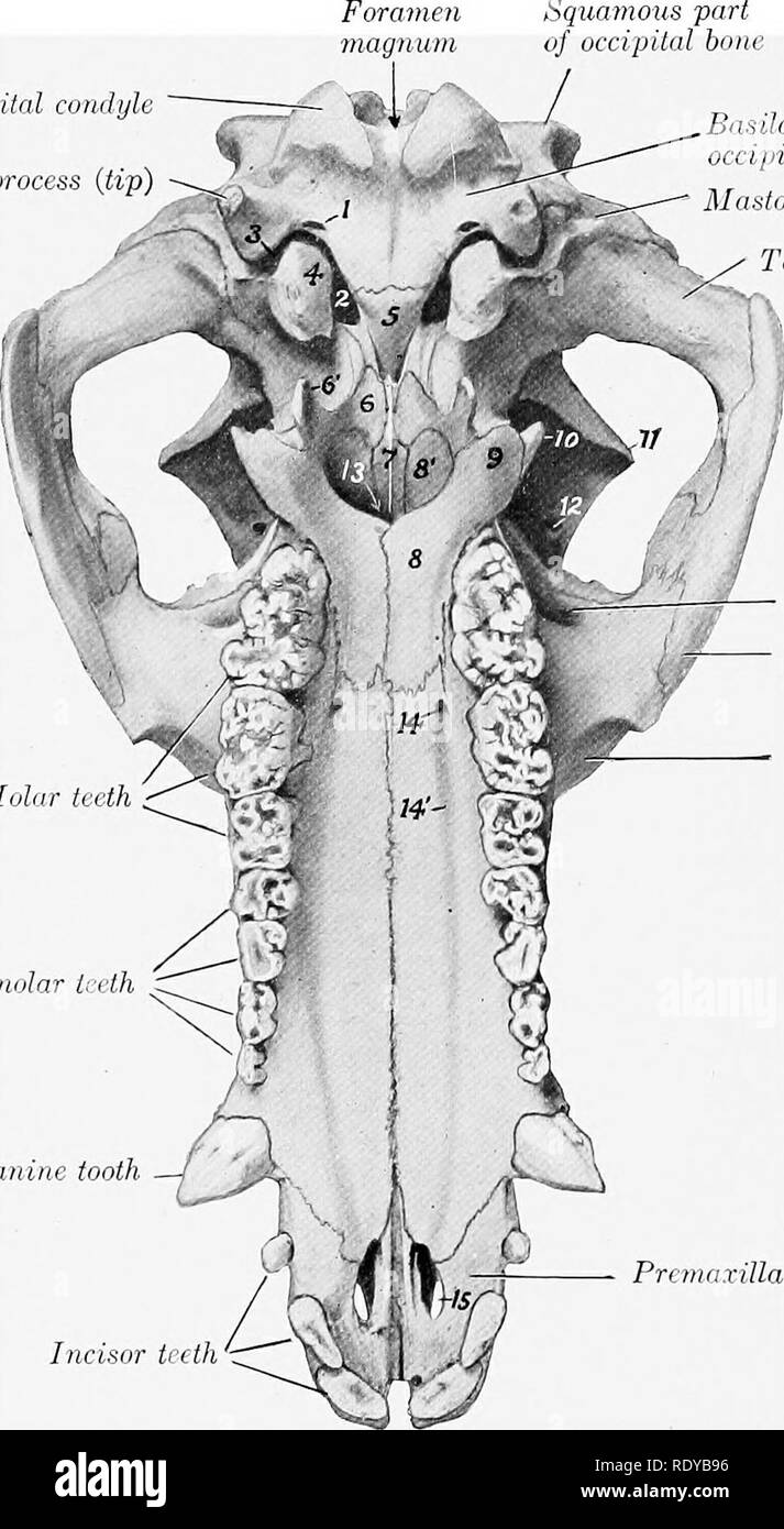 Pig Anatomy Skeleton Stock Photos & Pig Anatomy Skeleton Stock Images ...