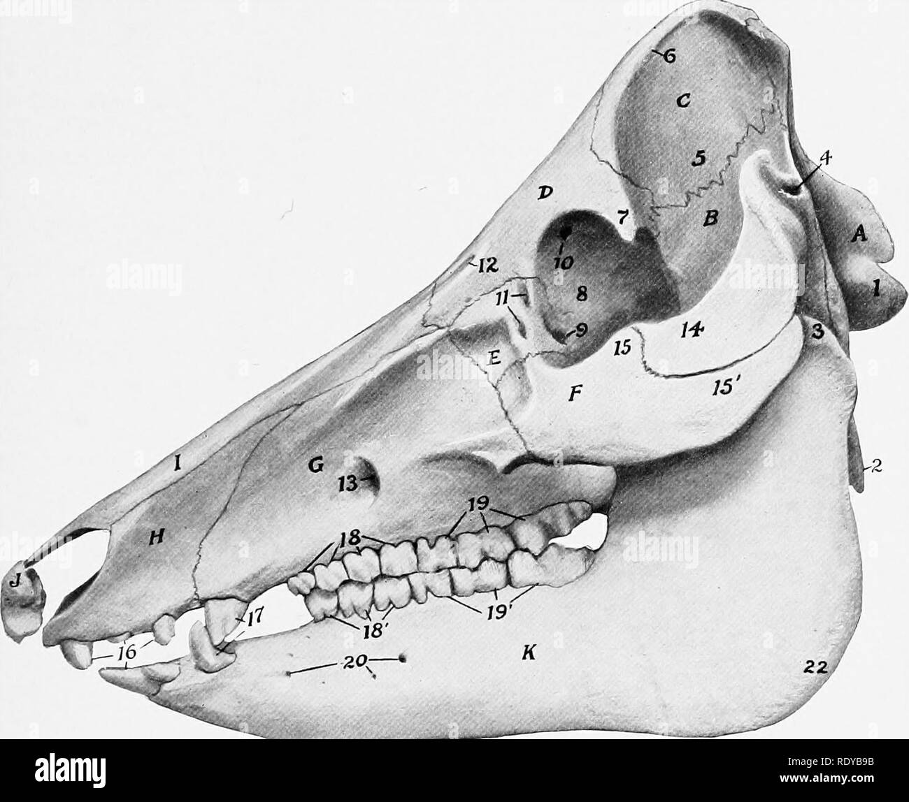 . The anatomy of the domestic animals . Veterinary anatomy. BONES OF ...