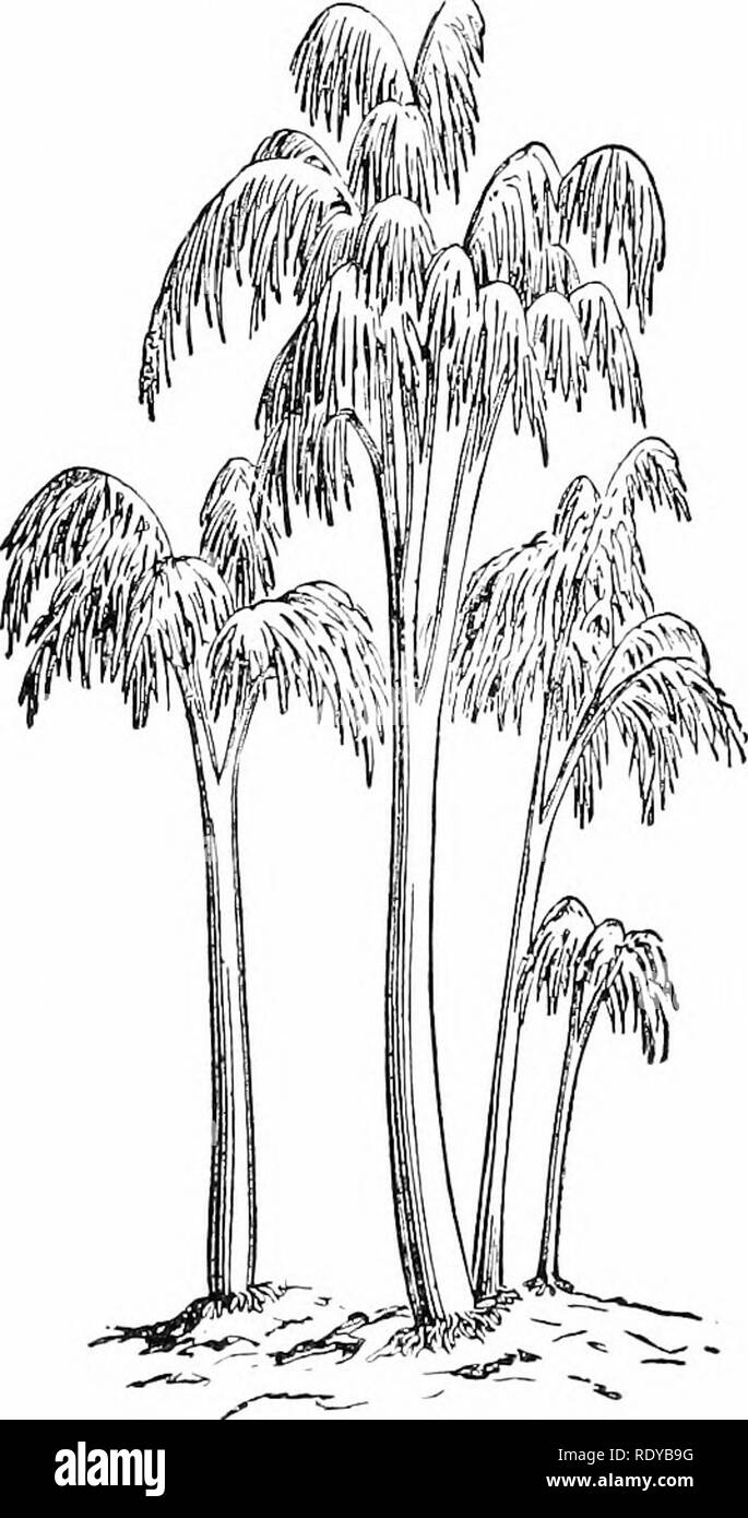 . Plant life, considered with special references to form and function ...