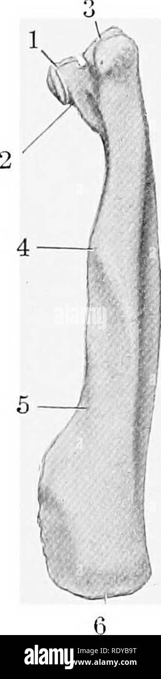 . The anatomy of the domestic animals . Veterinary anatomy. Fig. 175 ...