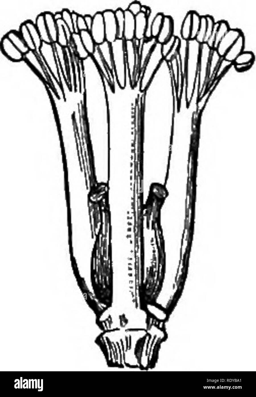 Didynamous hi-res stock photography and images - Alamy