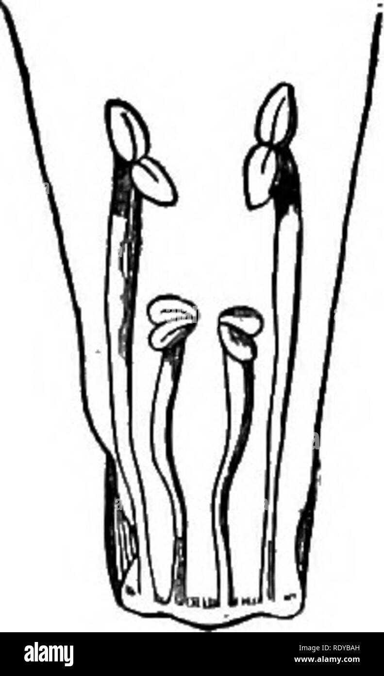 . The essentials of botany. Botany. 308 BOTANY. THE ANDRCBCIUM, OK ...