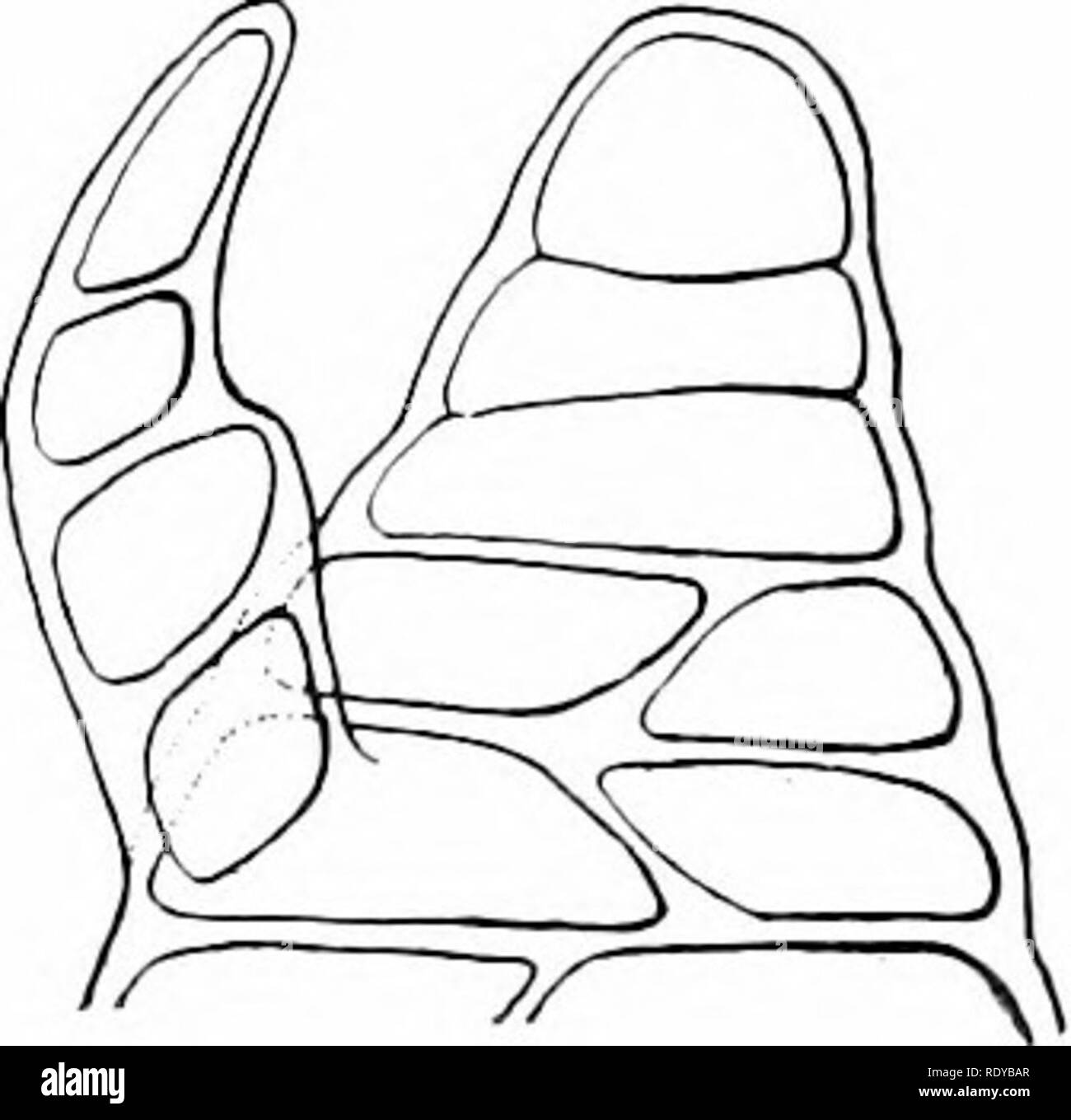 . Plant life, considered with special references to form and function ...