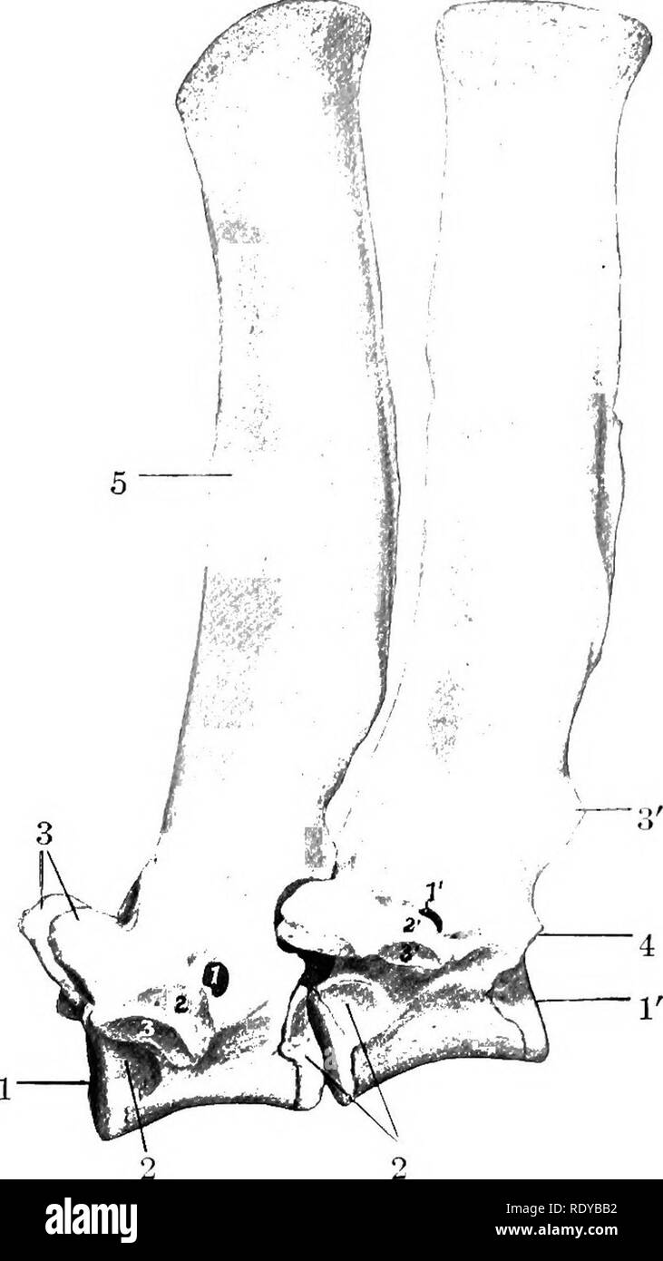 . The anatomy of the domestic animals . Veterinary anatomy. Fig. 170 ...