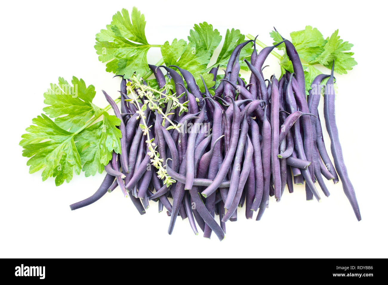 Freshly picked purple beans with parsley and thyme, isolated on white ...