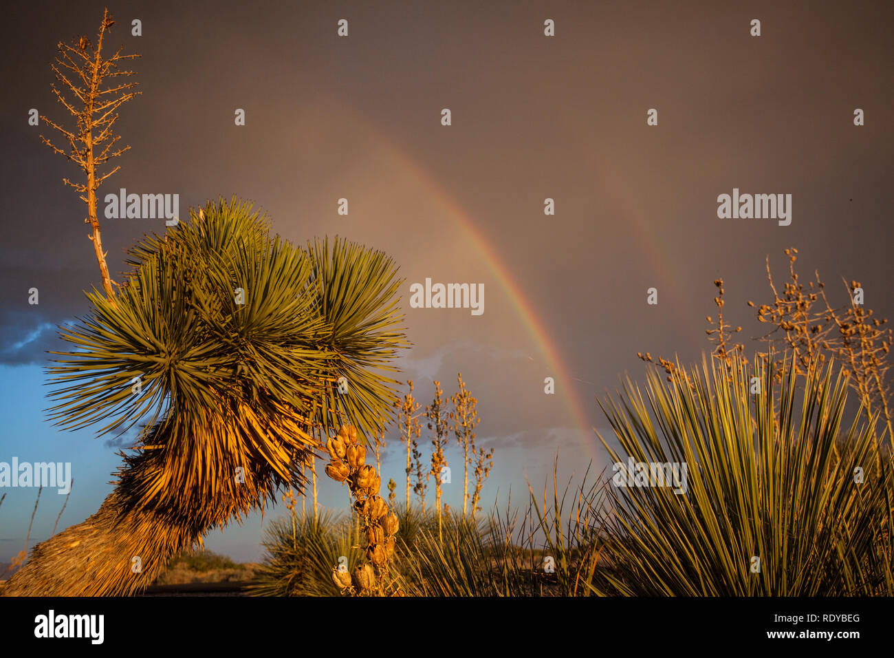 Yucca shower hi-res stock photography and images - Alamy