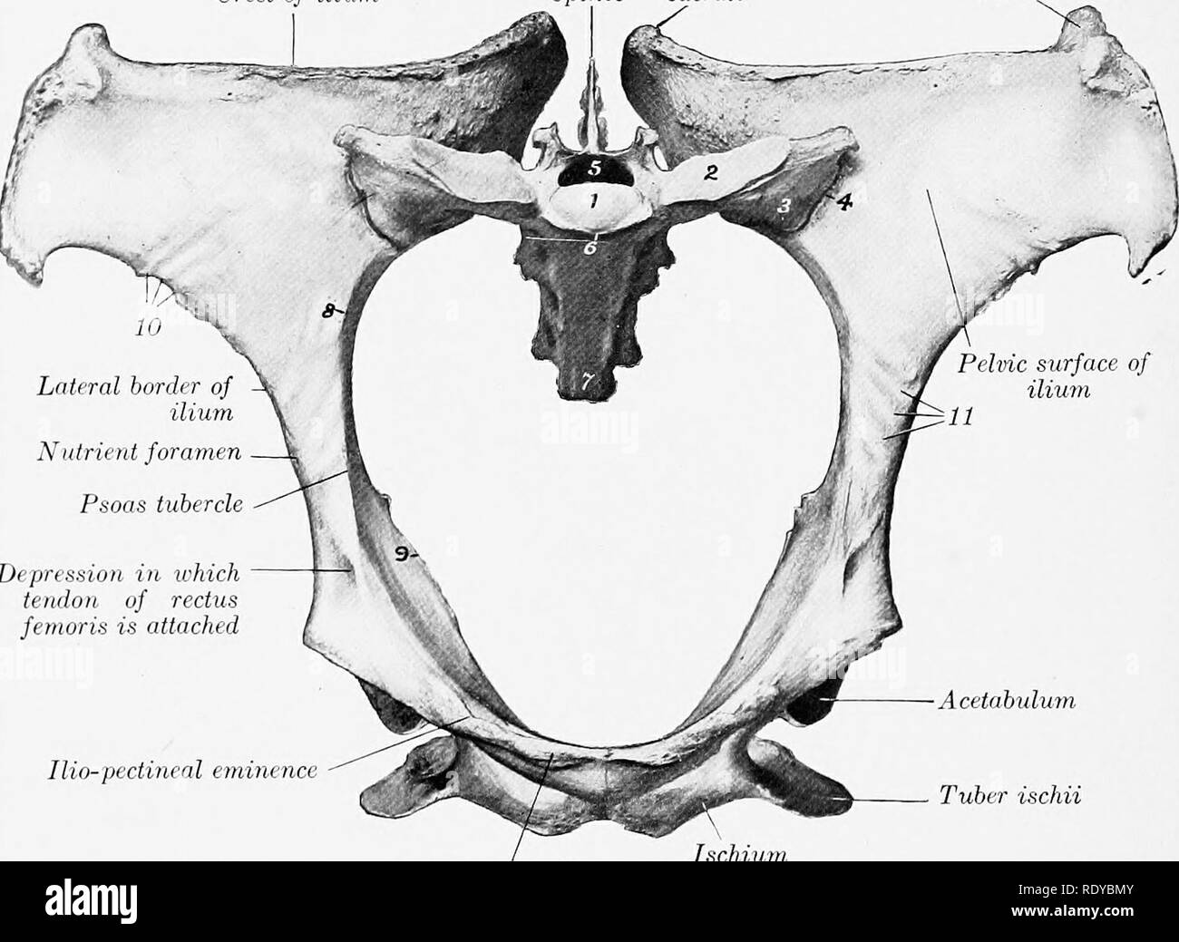Bone Tubercle Of Animal Anatomy