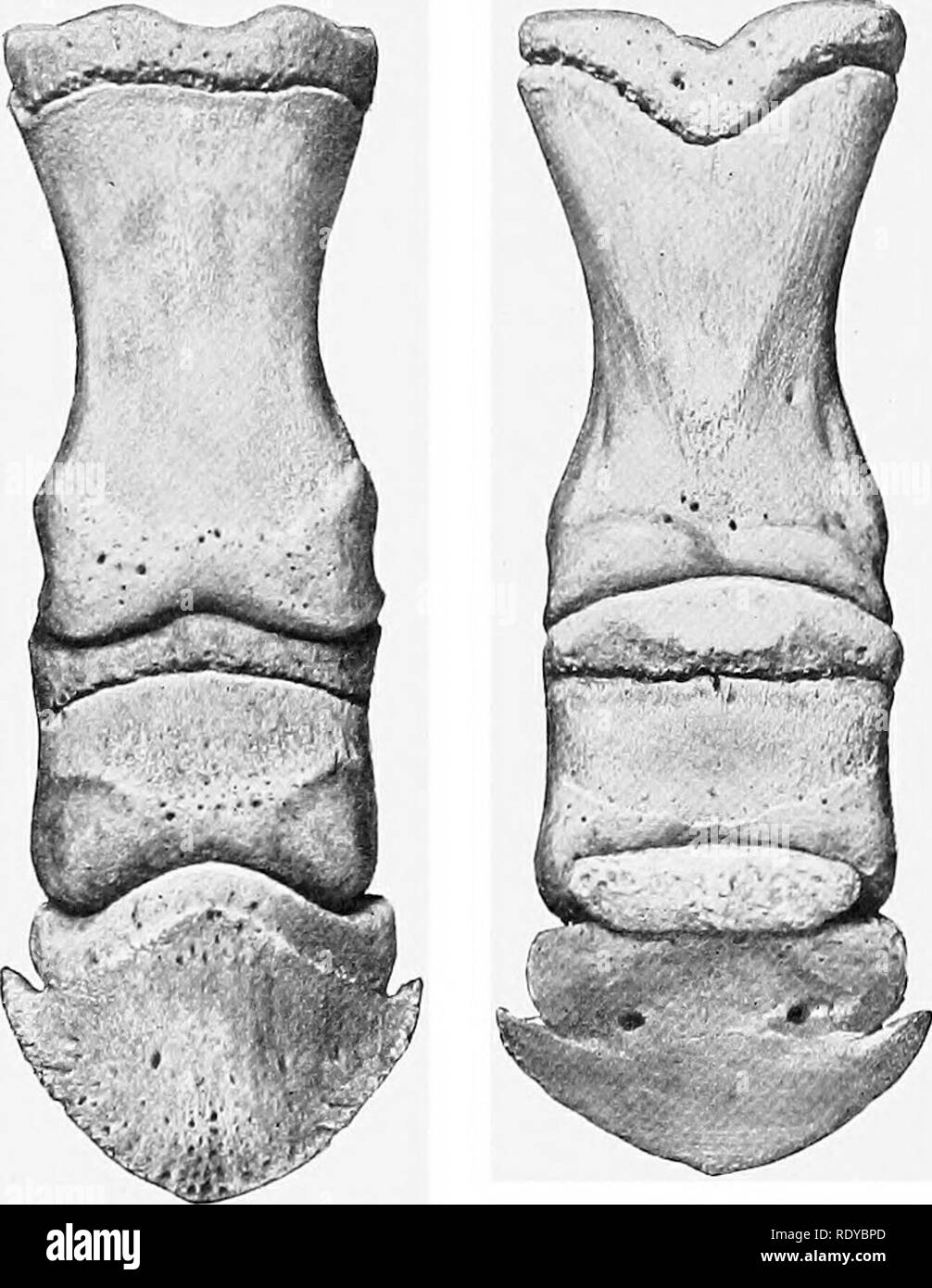 . The anatomy of the domestic animals . Veterinary anatomy. 104 THE ...
