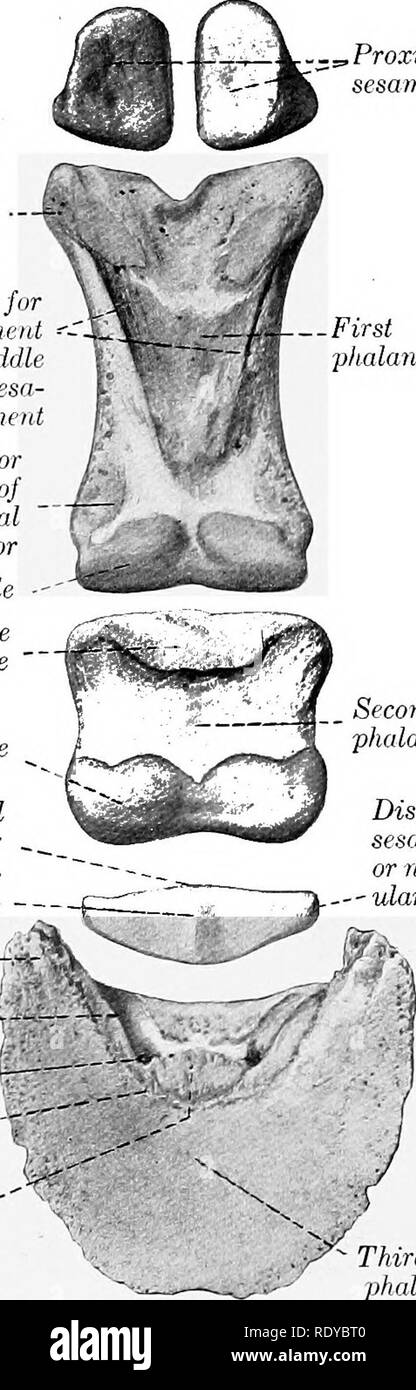 First phalanges Black and White Stock Photos & Images - Alamy