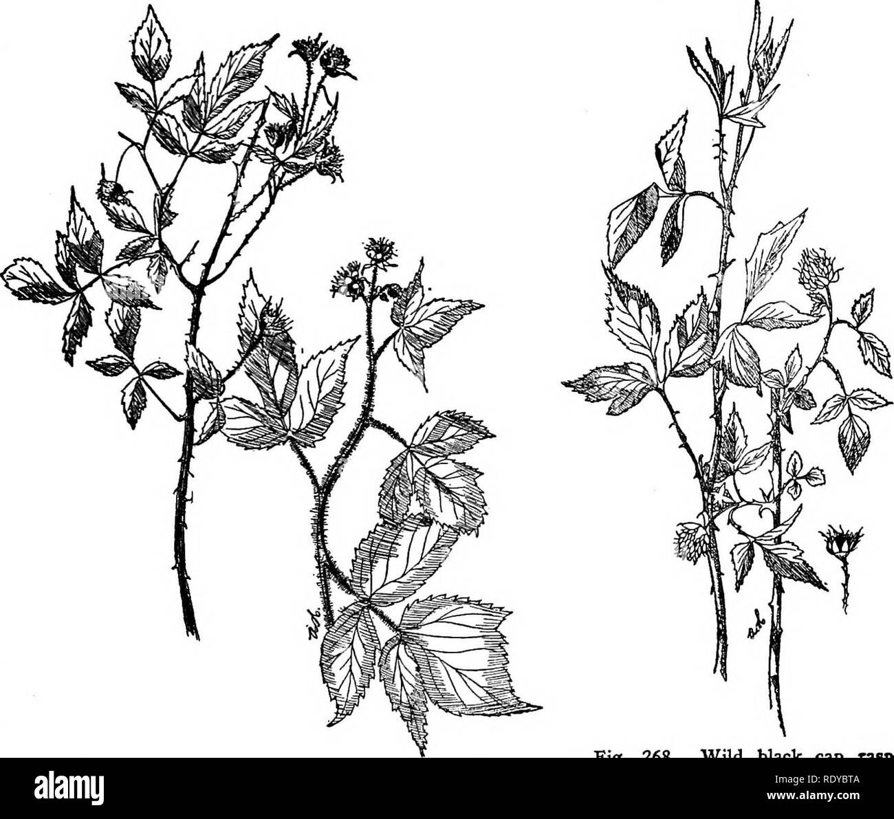 Deciduous perennial shrubs Black and White Stock Photos & Images - Alamy