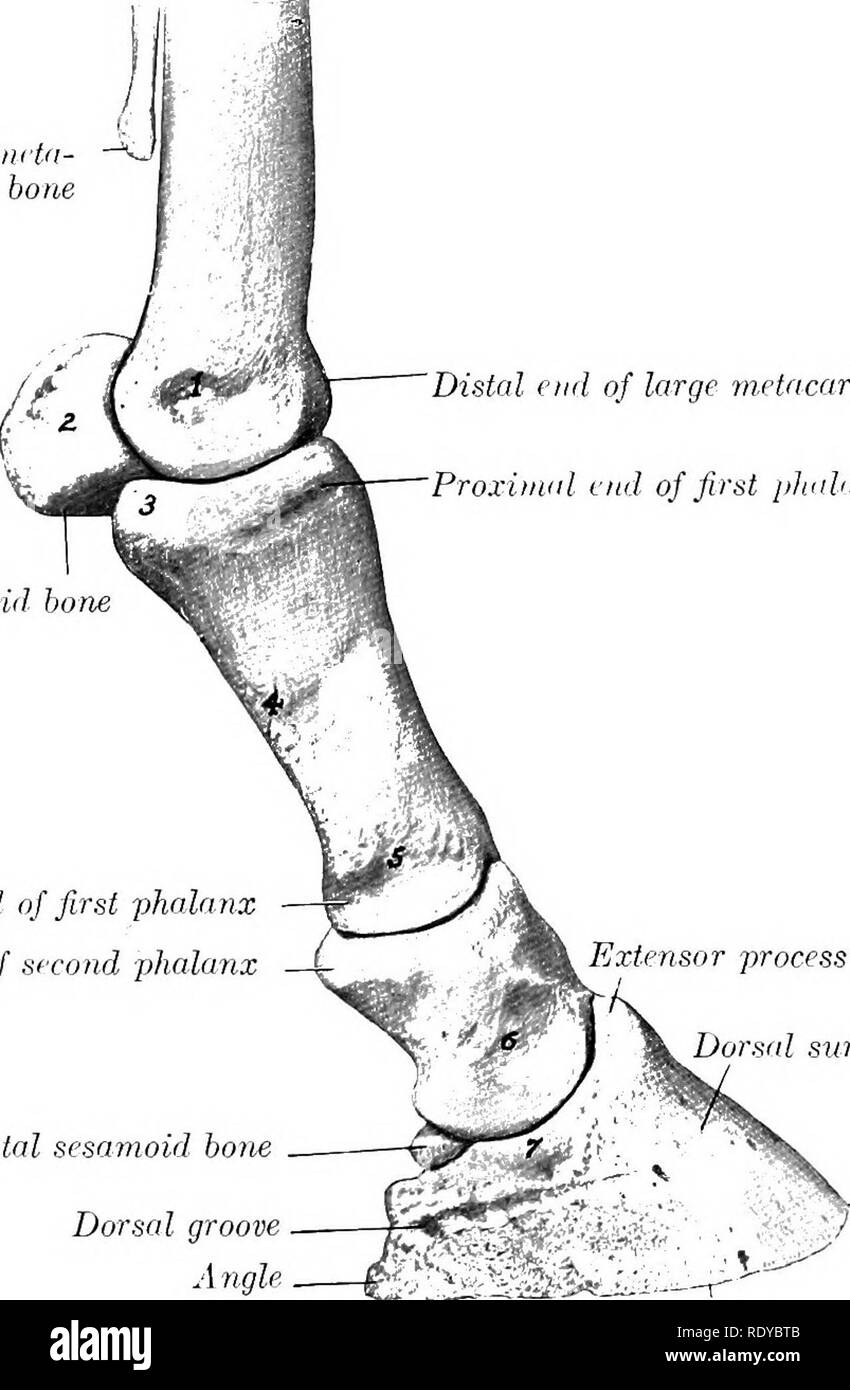 First bones that ossify hi-res stock photography and images - Alamy