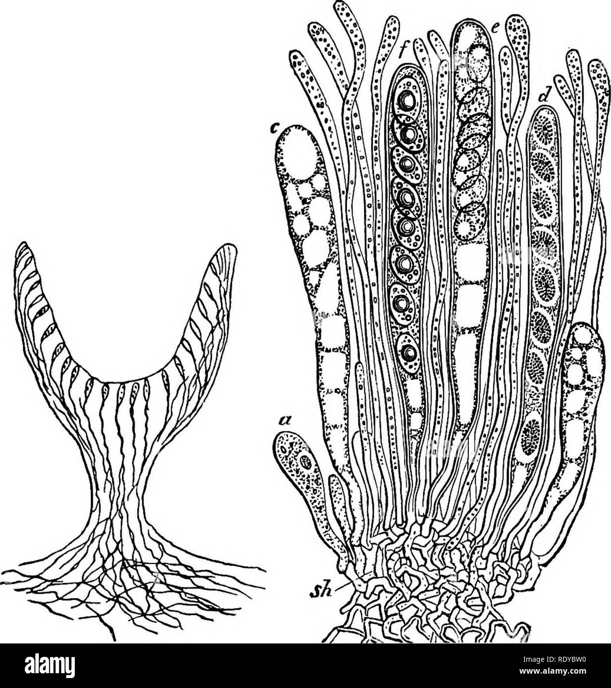 . The essentials of botany. Botany. CABPOPHJTA. 185 ceeding beauty, but ...