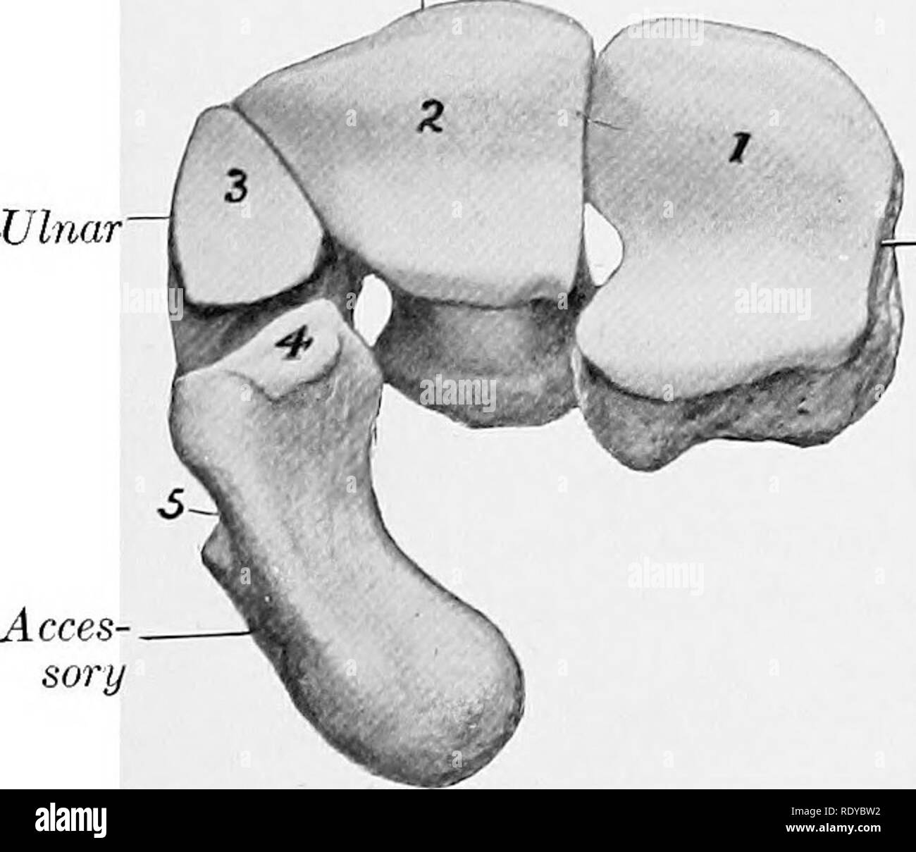 . The anatomy of the domestic animals . Veterinary anatomy. Mdl McIII ...
