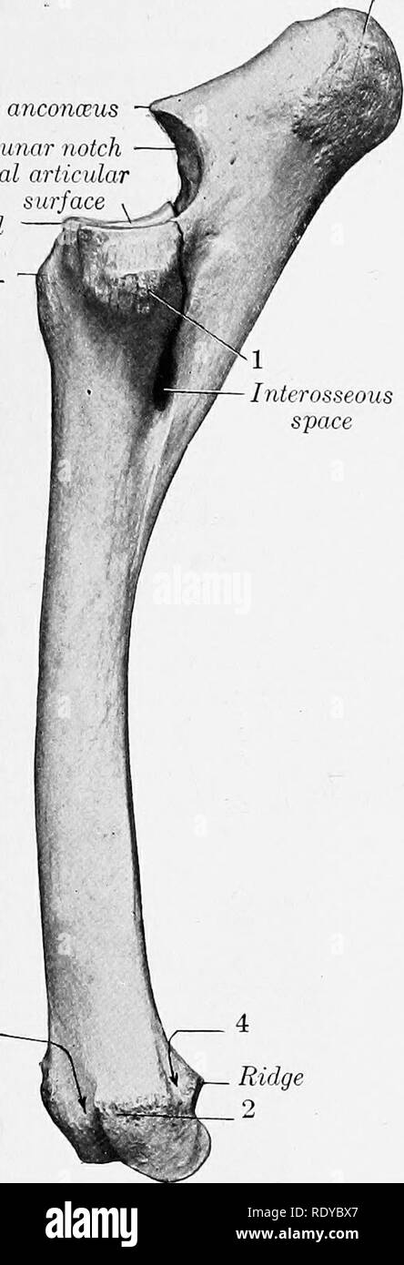 Processus coronoid ulna hi-res stock photography and images - Alamy