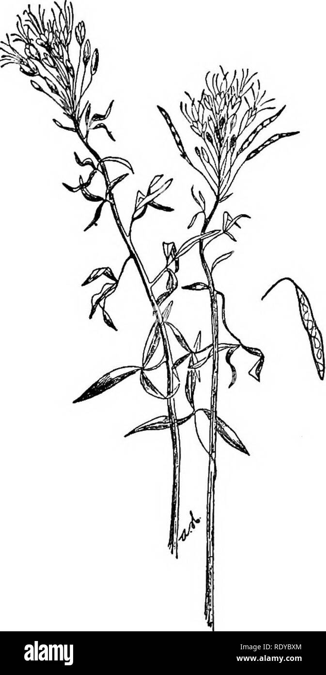 . A manual of poisonous plants, chiefly of eastern North America, with ...