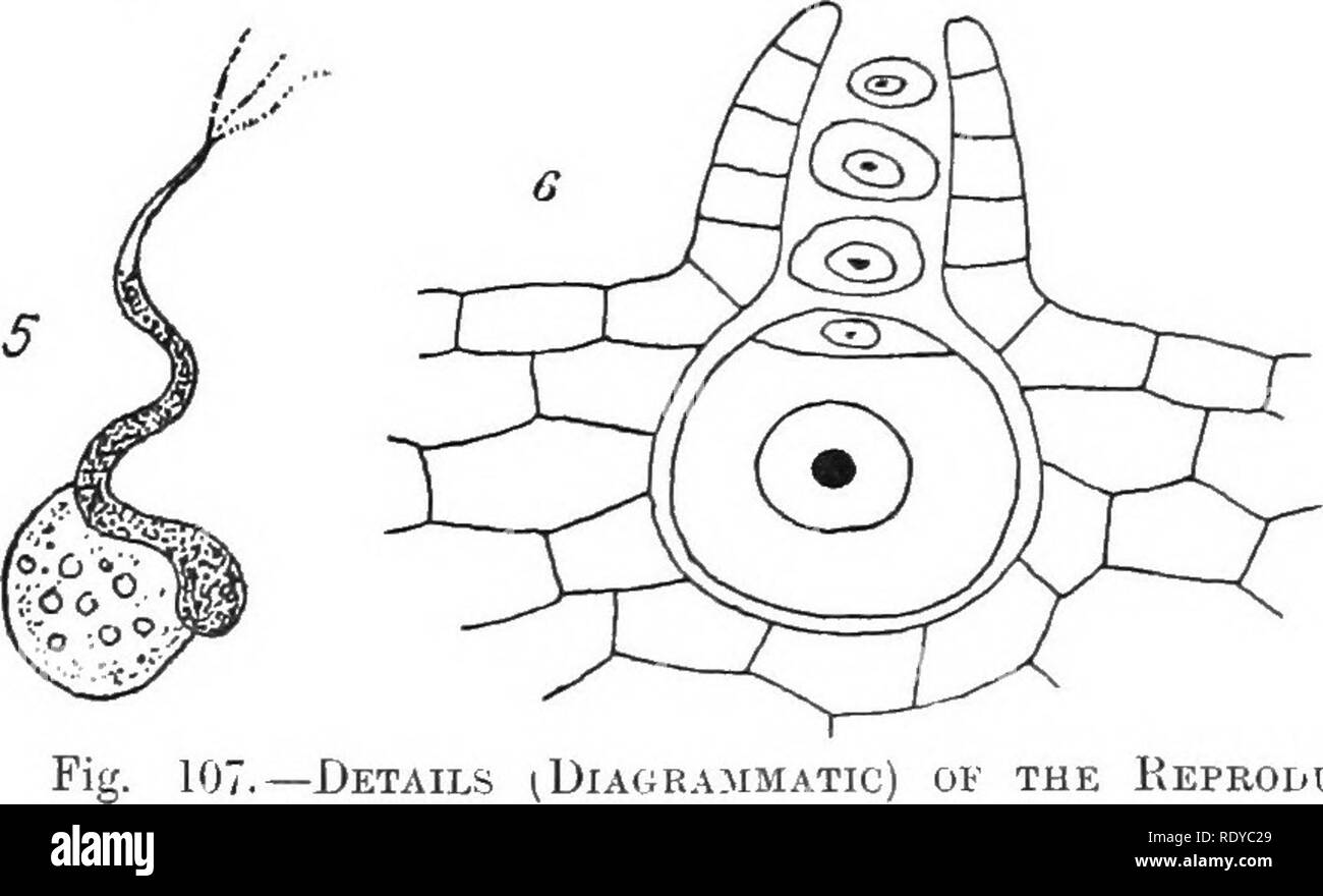 . The plant cell, its modifications and vital processes; a manual for ...