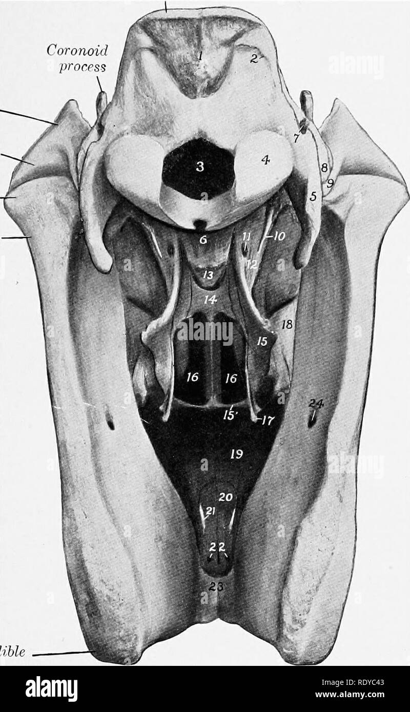 Nuchal crest hi-res stock photography and images - Alamy