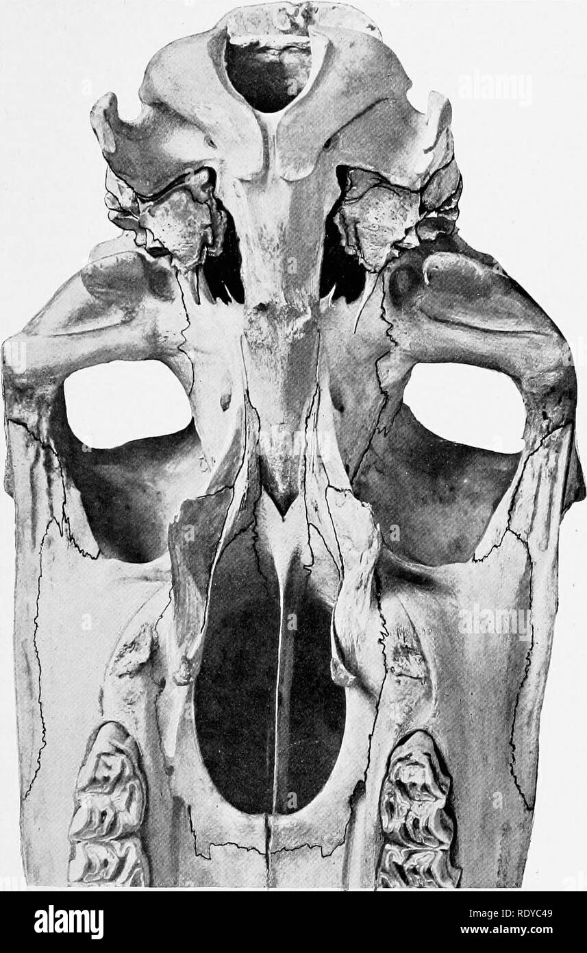 . The anatomy of the domestic animals . Veterinary anatomy. THE SKULL ...