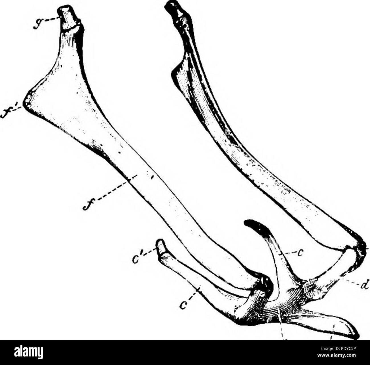 Chief antero Black and White Stock Photos & Images - Alamy