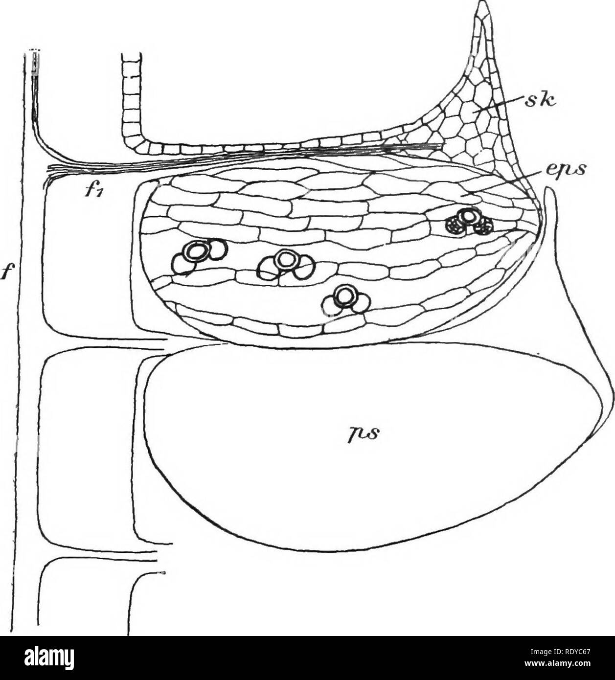 Microsporangium hi-res stock photography and images - Alamy