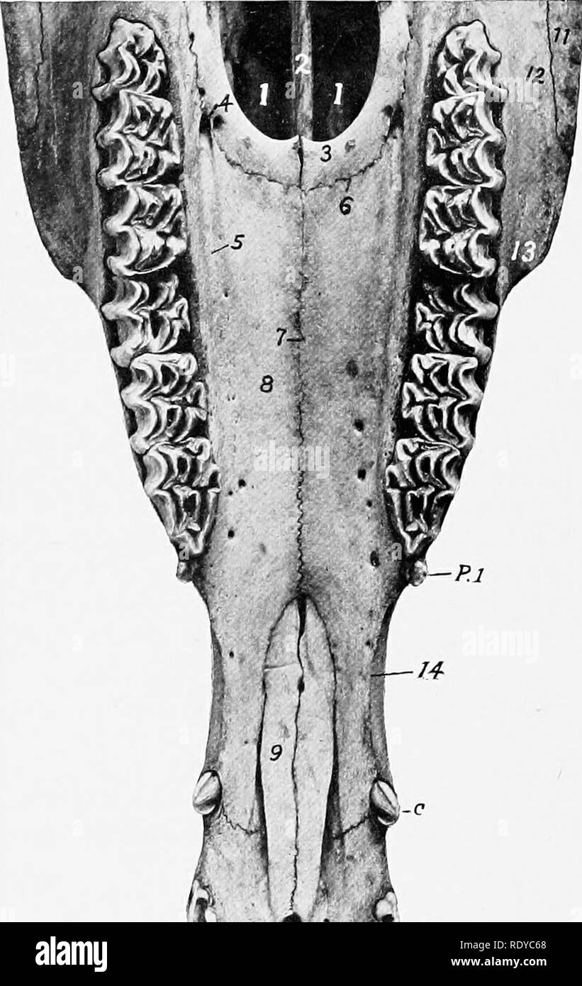Maxillary canine Black and White Stock Photos & Images - Alamy