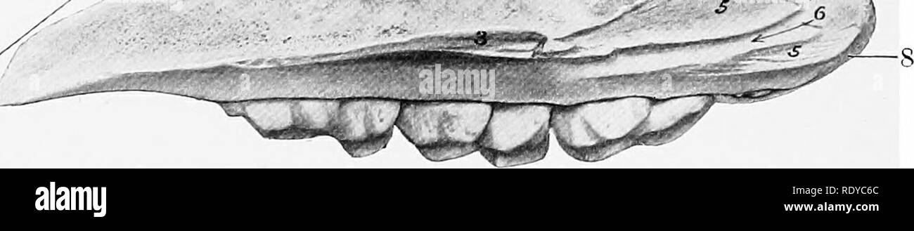 Lacrimal Groove Maxilla