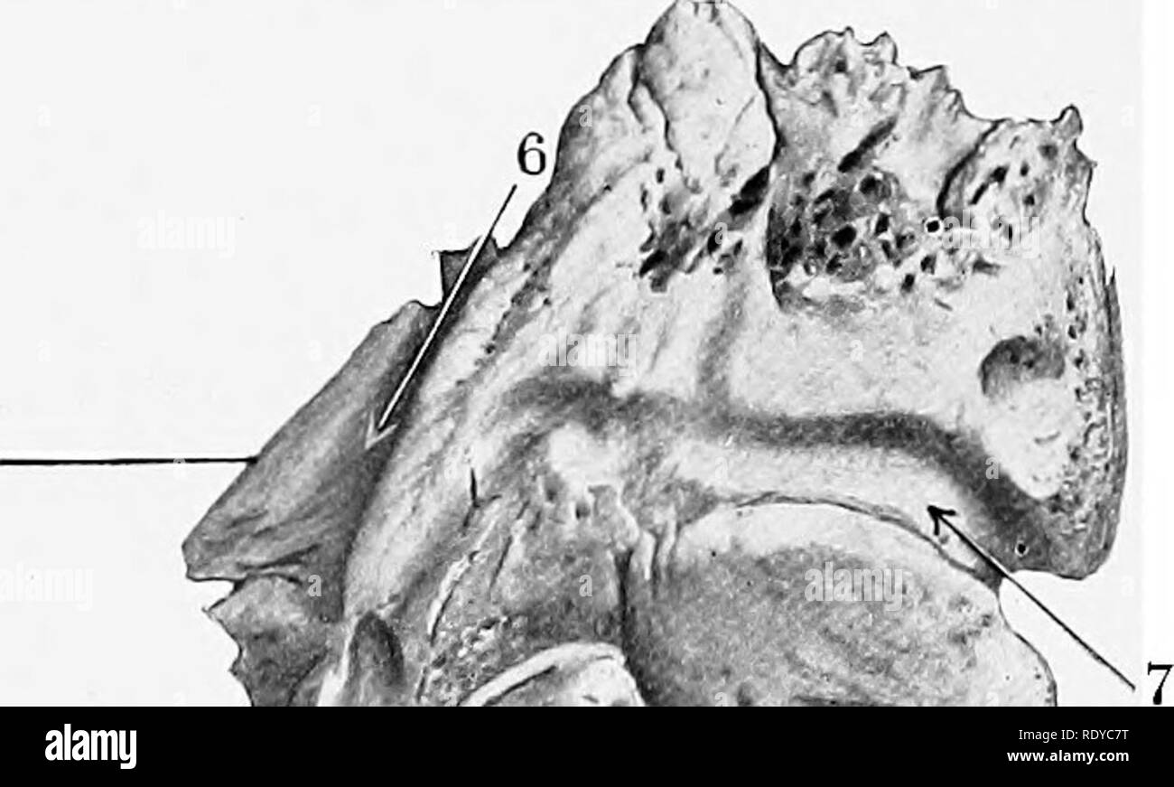 . The anatomy of the domestic animals . Veterinary anatomy. 62 THE ...