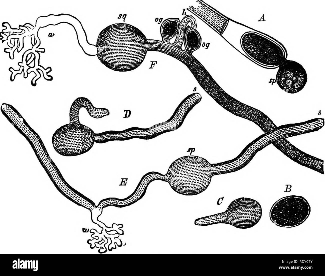Body outline with organs Black and White Stock Photos & Images - Alamy