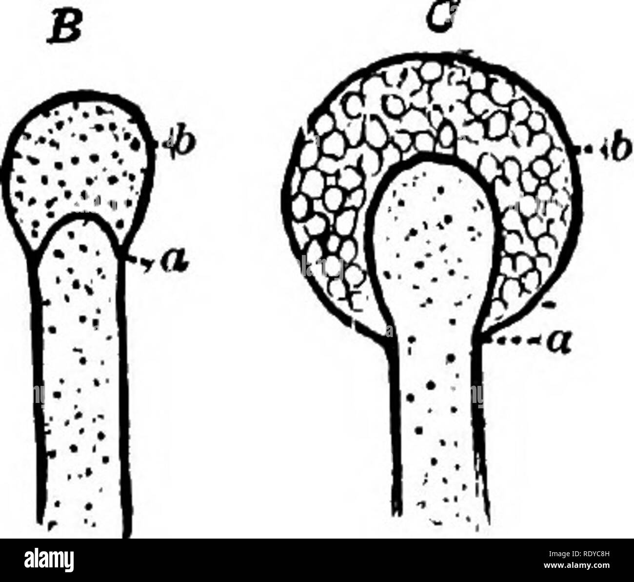 . The essentials of botany. Botany. PETCOPHTTA. 145 pearing like an ...