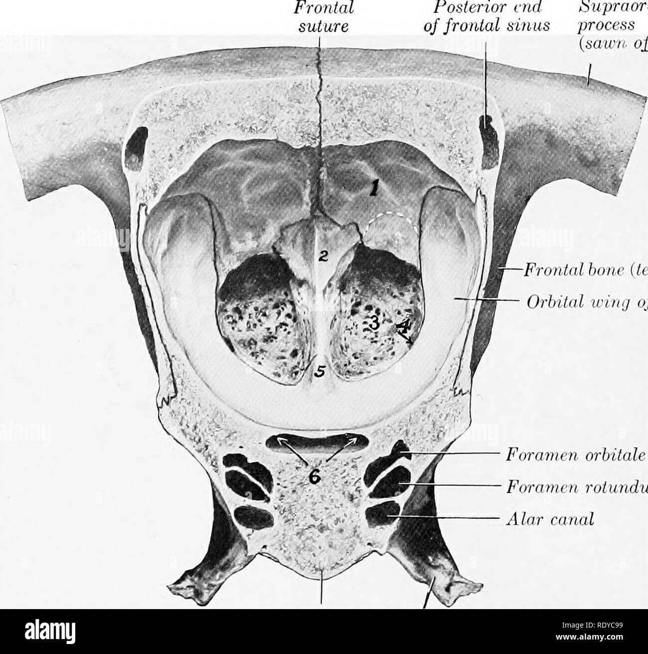 Perpendicular Plate And Vomer