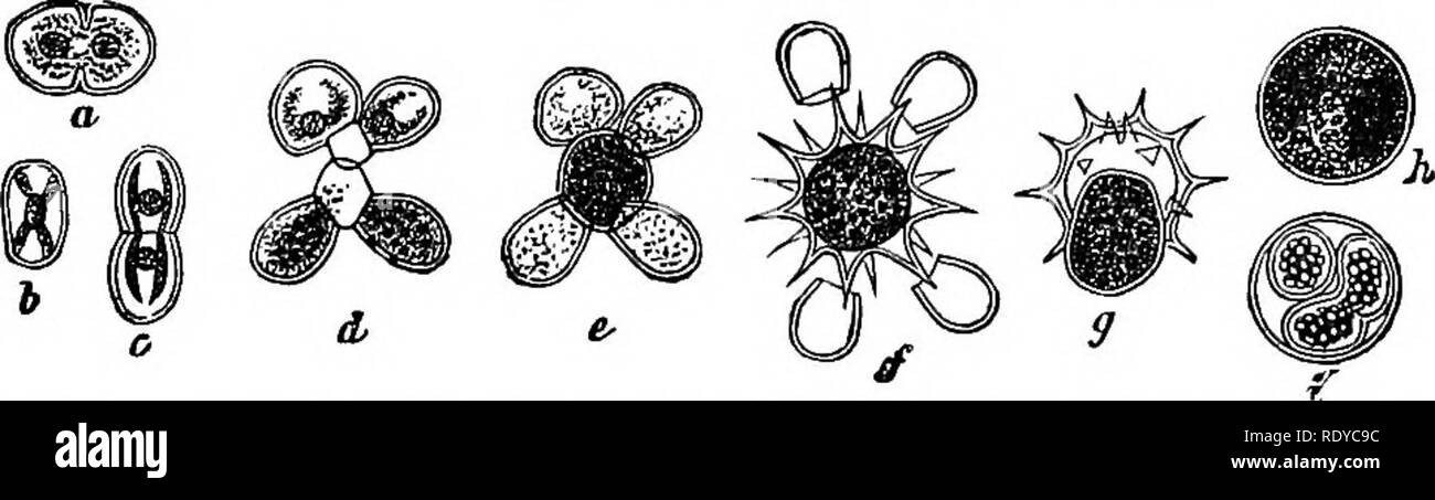 . The essentials of botany. Botany. PHTOOPHTTA. 139 243. The Desmids ...